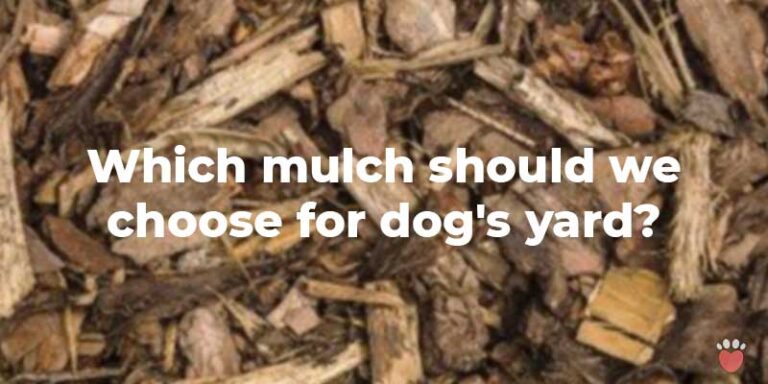 7+ Best Mulches for Dog Poop Area + Buyer's Guide | TDZ