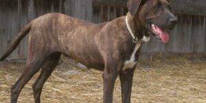 A Brief History of the Mountain Cur Dog Breed | Two Dog Zoo