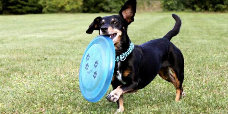 5 Best Frisbee for Small Dogs in 2026 & How to Choose | Two Dog Zoo