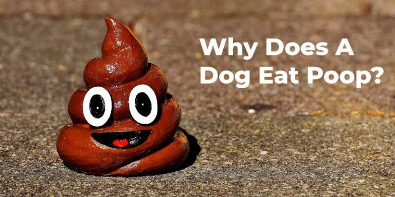 Why Does a Dog Eat Poop and How to Break This Habit? | Two Dog Zoo