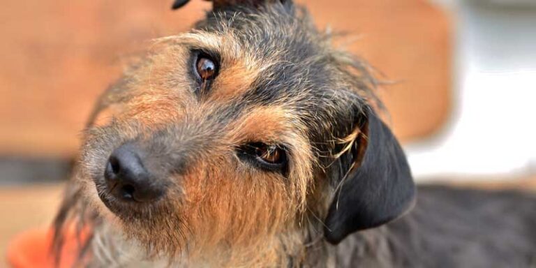 How Do Dog Whistles Work? Types of Whistles | Two Dog Zoo