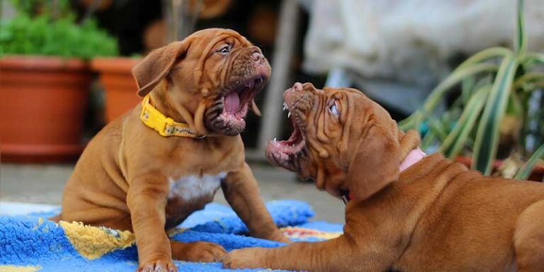 Why Do Dogs Attack Other Dogs Two Dog Zoo why-do-dogs-attack-other-dogs-two-dog-zoo